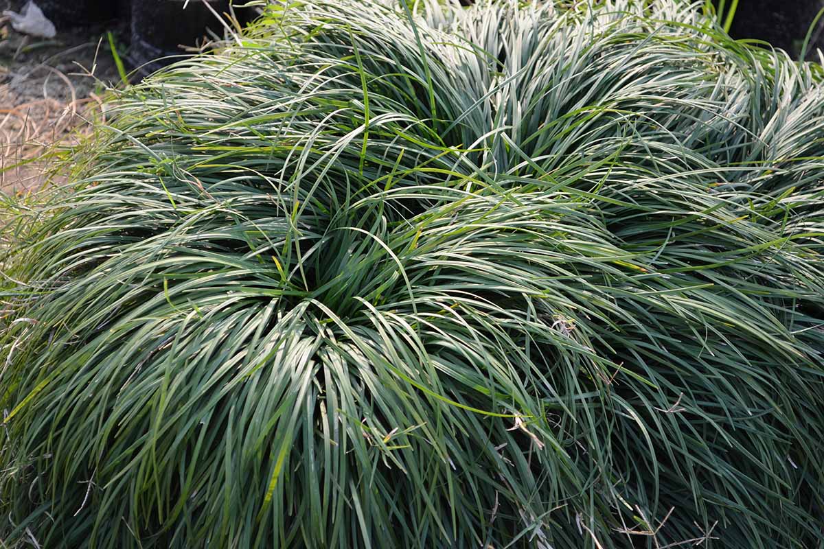 Ophiopogon japonicus — Kucai Mini – Luthfi Nur Ilman