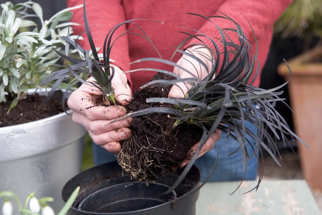 Ophiopogon japonicus — Kucai Mini – Luthfi Nur Ilman