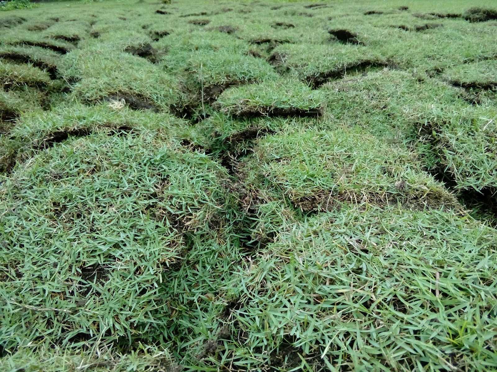 Zoysia matrella — Rumput Manila – Luthfi Nur Ilman